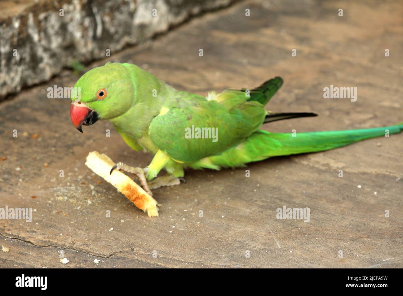 green bird parrot drinking and eating something Stock Photo - Alamy