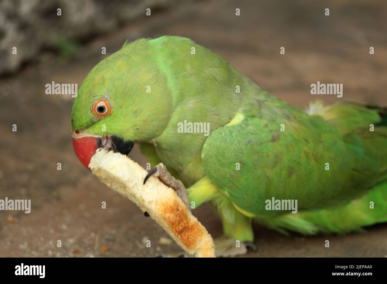 green bird parrot drinking and eating something Stock Photo - Alamy