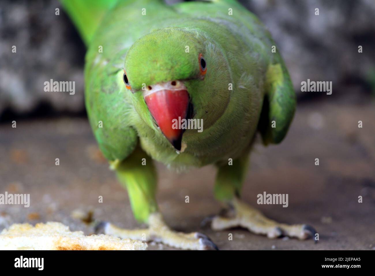 Parrot drinking hi-res stock photography and images - Alamy
