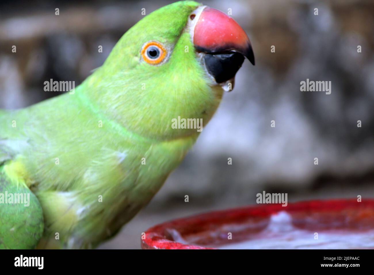green bird parrot drinking and eating something Stock Photo - Alamy