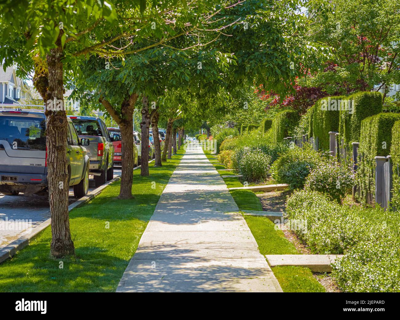 Summer park in bright sunny hi-res stock photography and images - Alamy