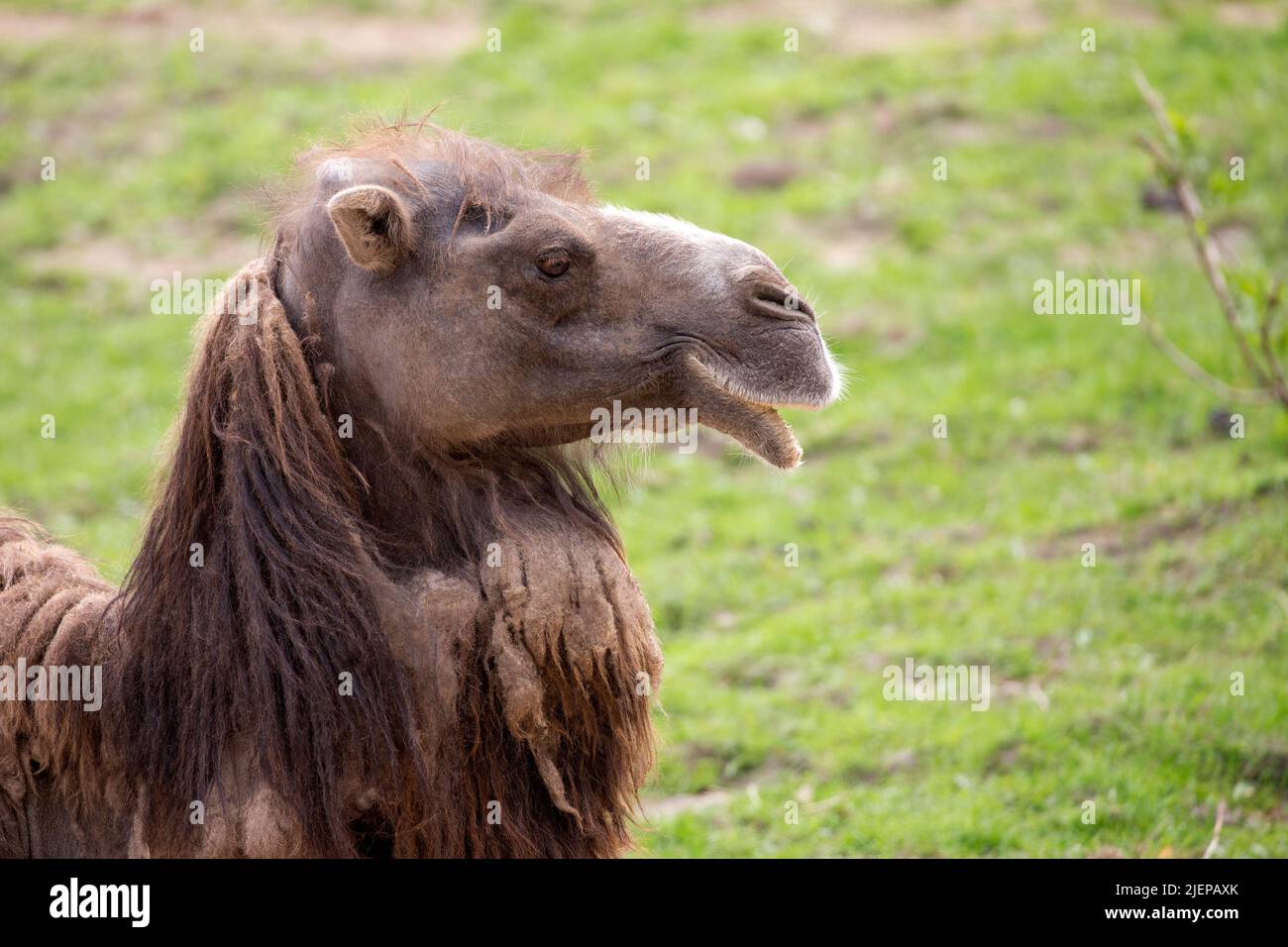Camel in a clearing, a closeup portrait Stock Photo - Alamy