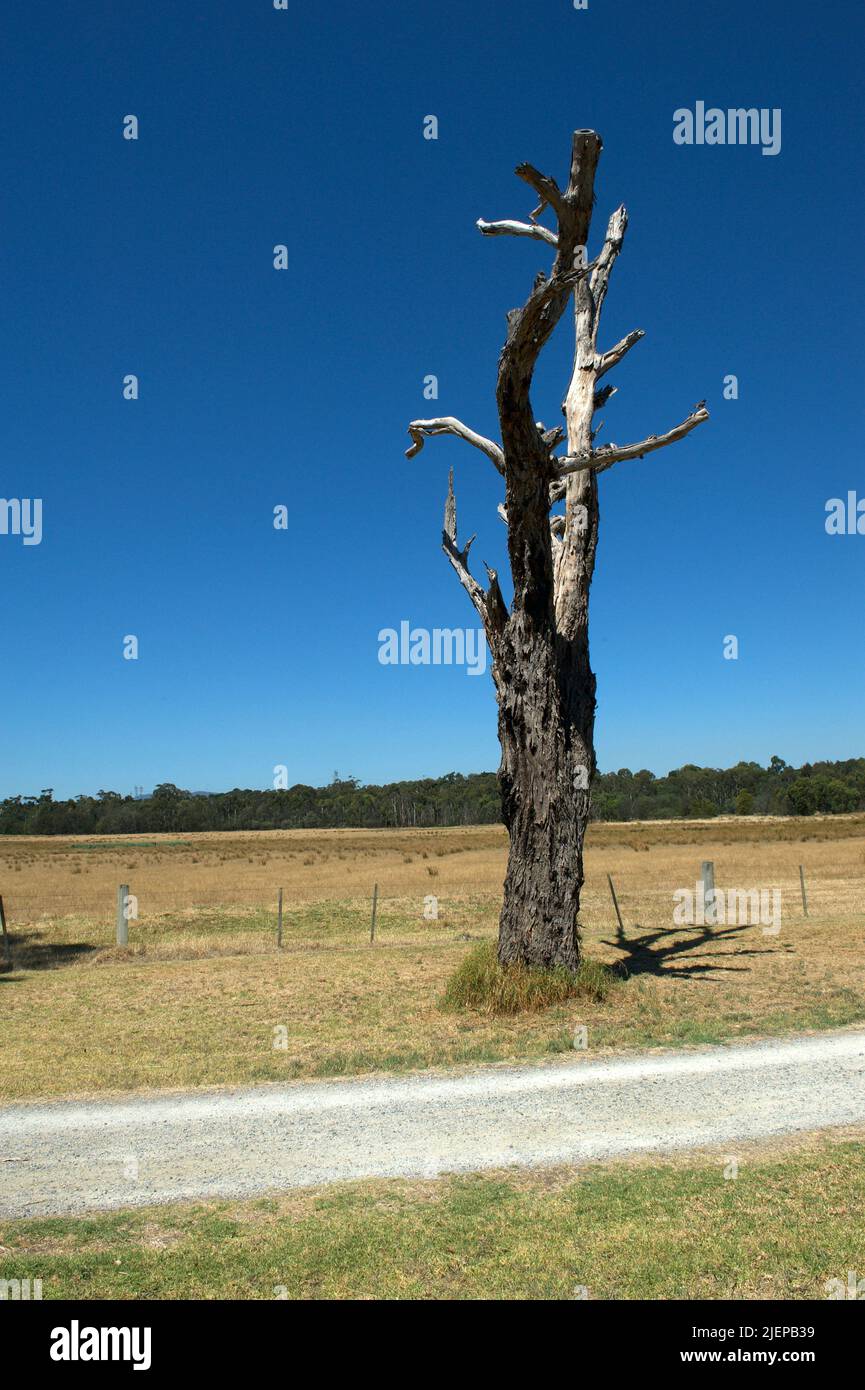 Death can sometimes be beautiful. A dead tree in the Dandenong Creek ...