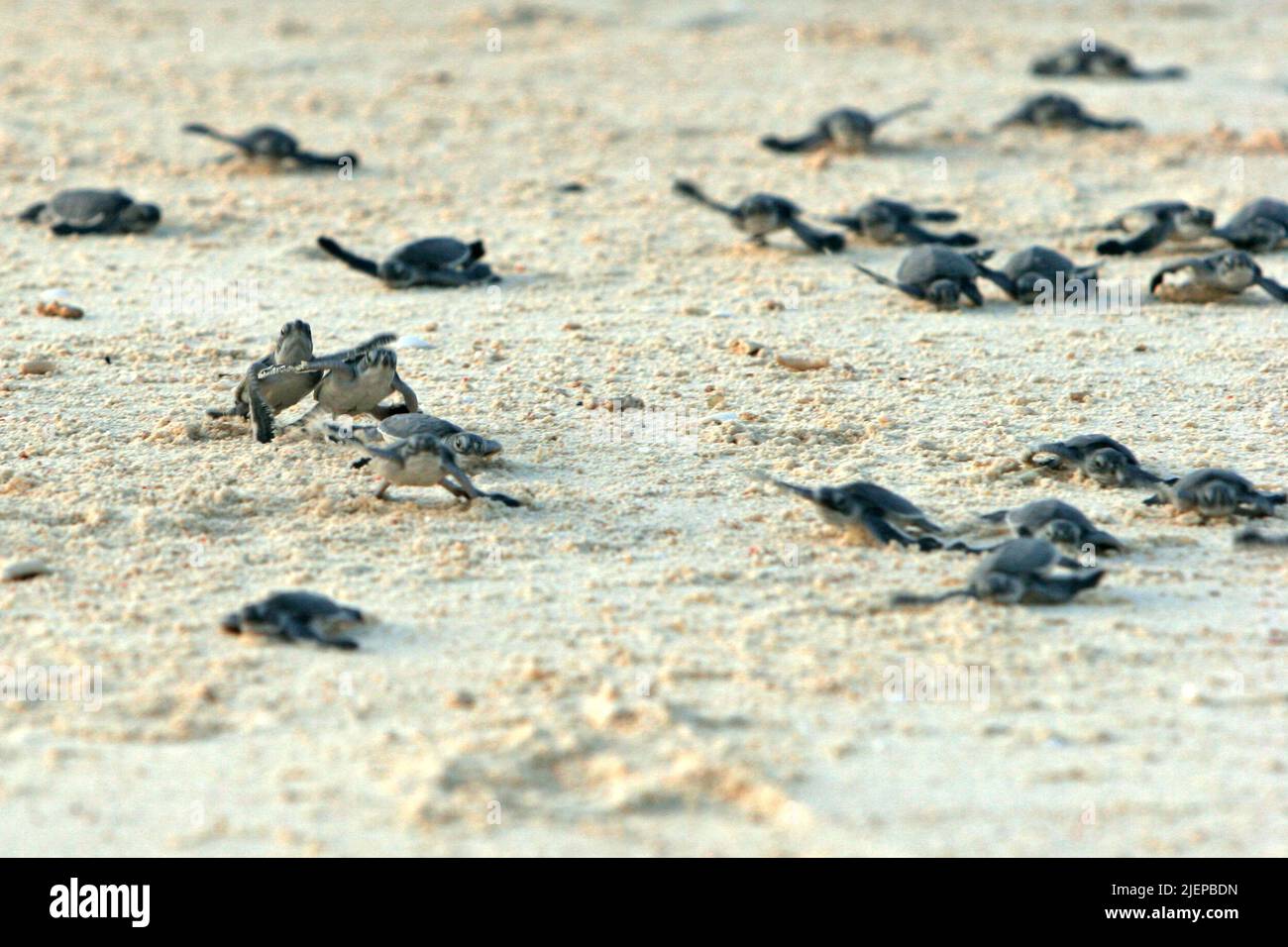 Newly hatched green sea turtles (Chelonia mydas) heading to the sea as ...