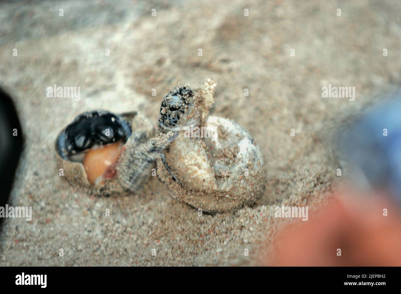 Babies of green sea turtle (Chelonia mydas) hatching out on the beach ...