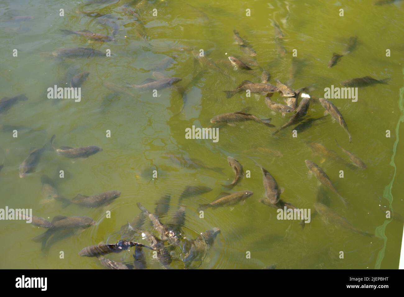 School of fish close to the surface of the water. Lots of fish in the ...