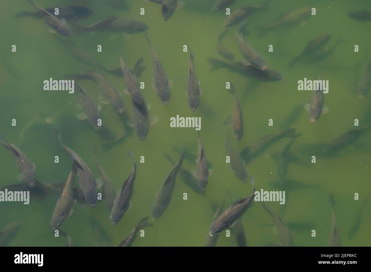 Flock of fish in the river. A lot of fish in the water Stock Photo - Alamy