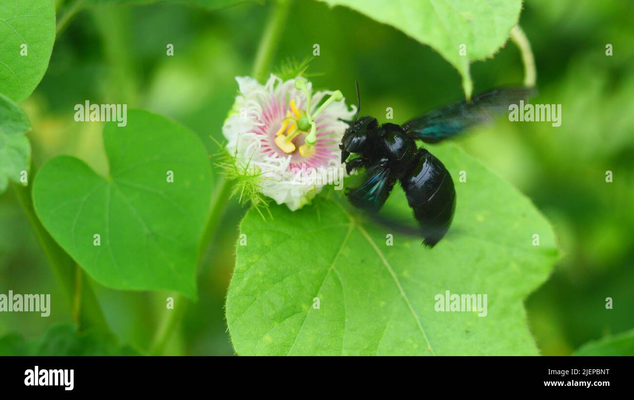 Indian carpenter on flower hi-res stock photography and images - Alamy