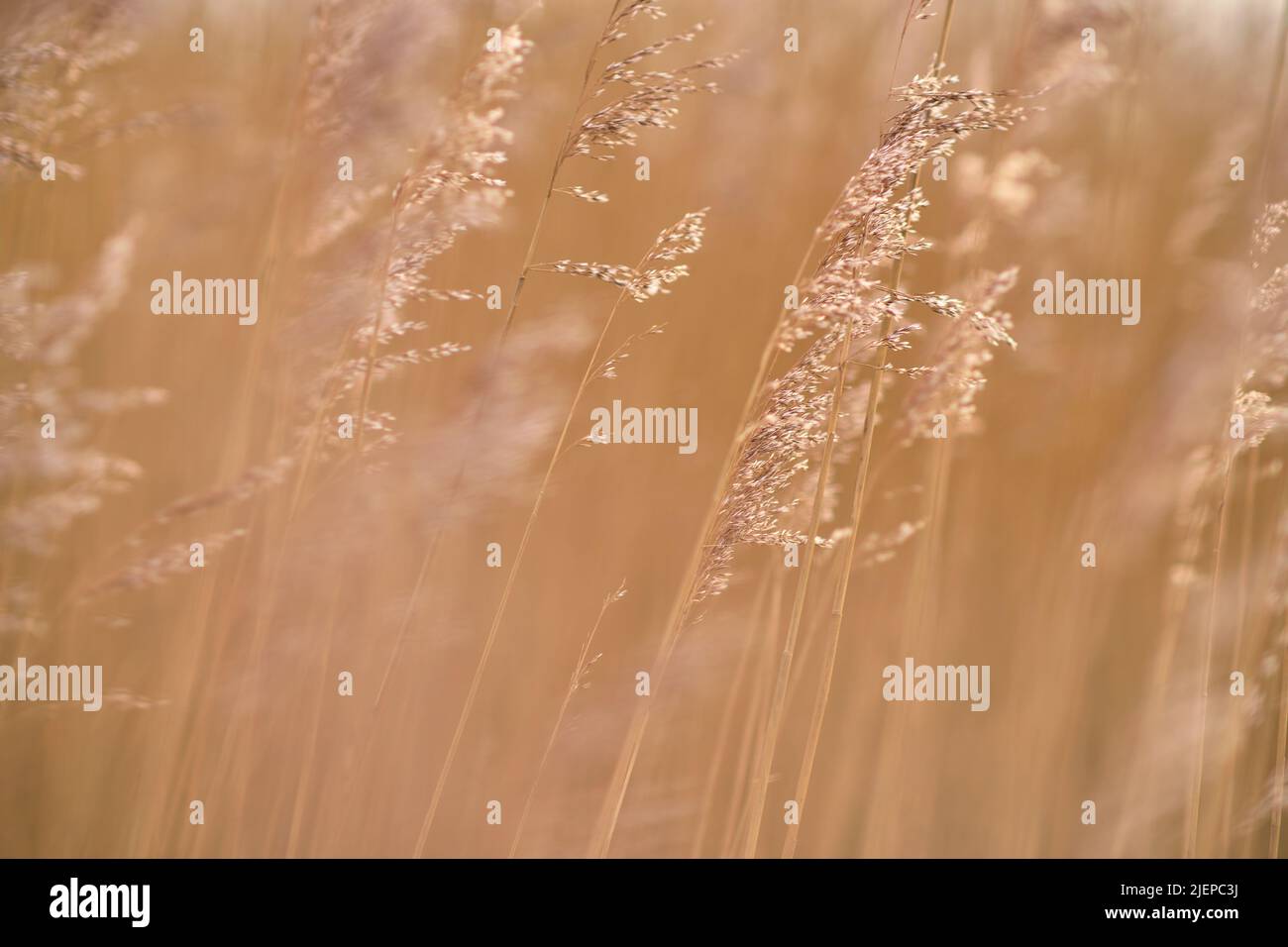 Golden reed hi-res stock photography and images - Alamy