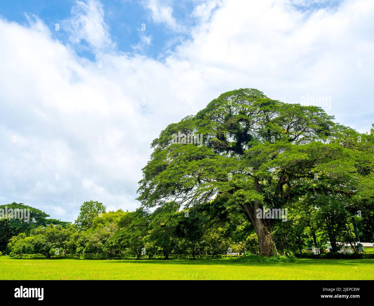 Big tree on the green grass field on blue sky background on sunny day ...
