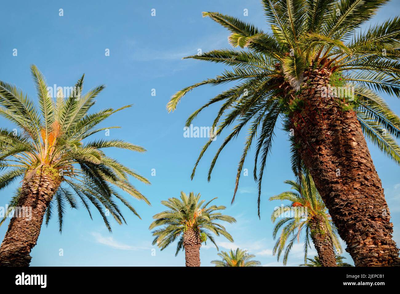 Palm trees at Riva street in Split, Croatia Stock Photo - Alamy