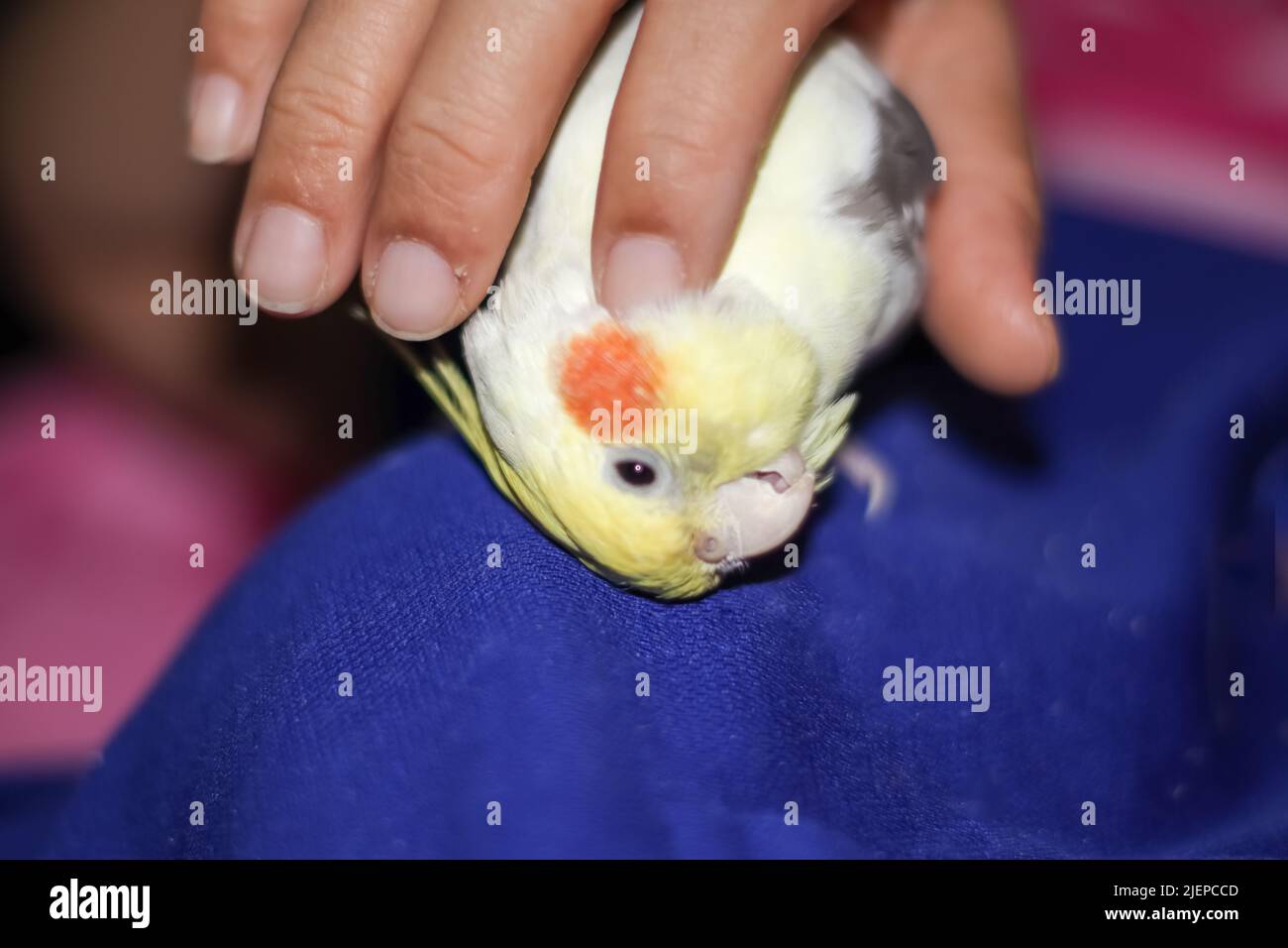 Cockatiels like to scratch their head and happy Stock Photo - Alamy