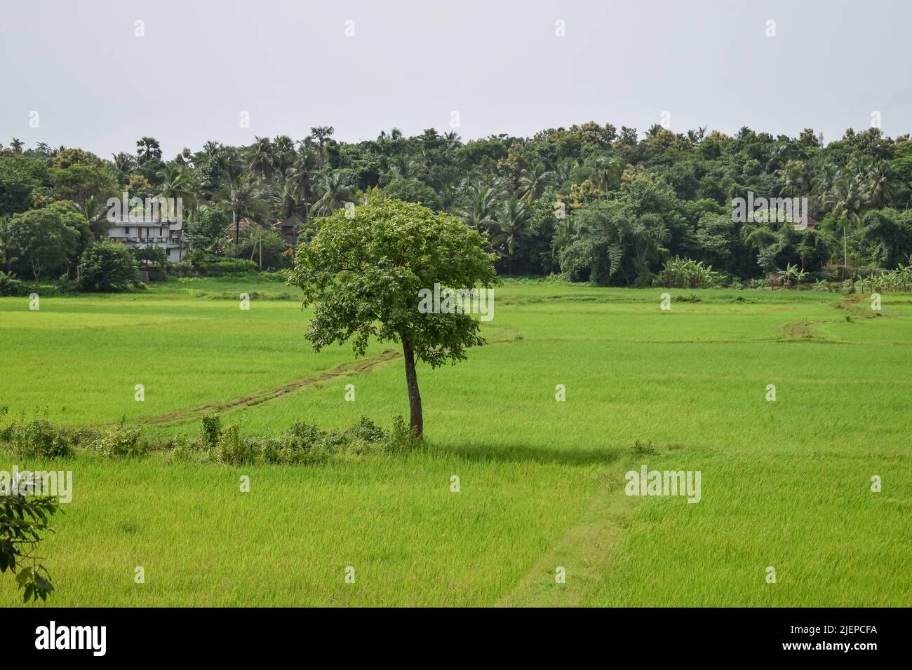 Tree alone in the middle of paddy field. good for background Stock ...