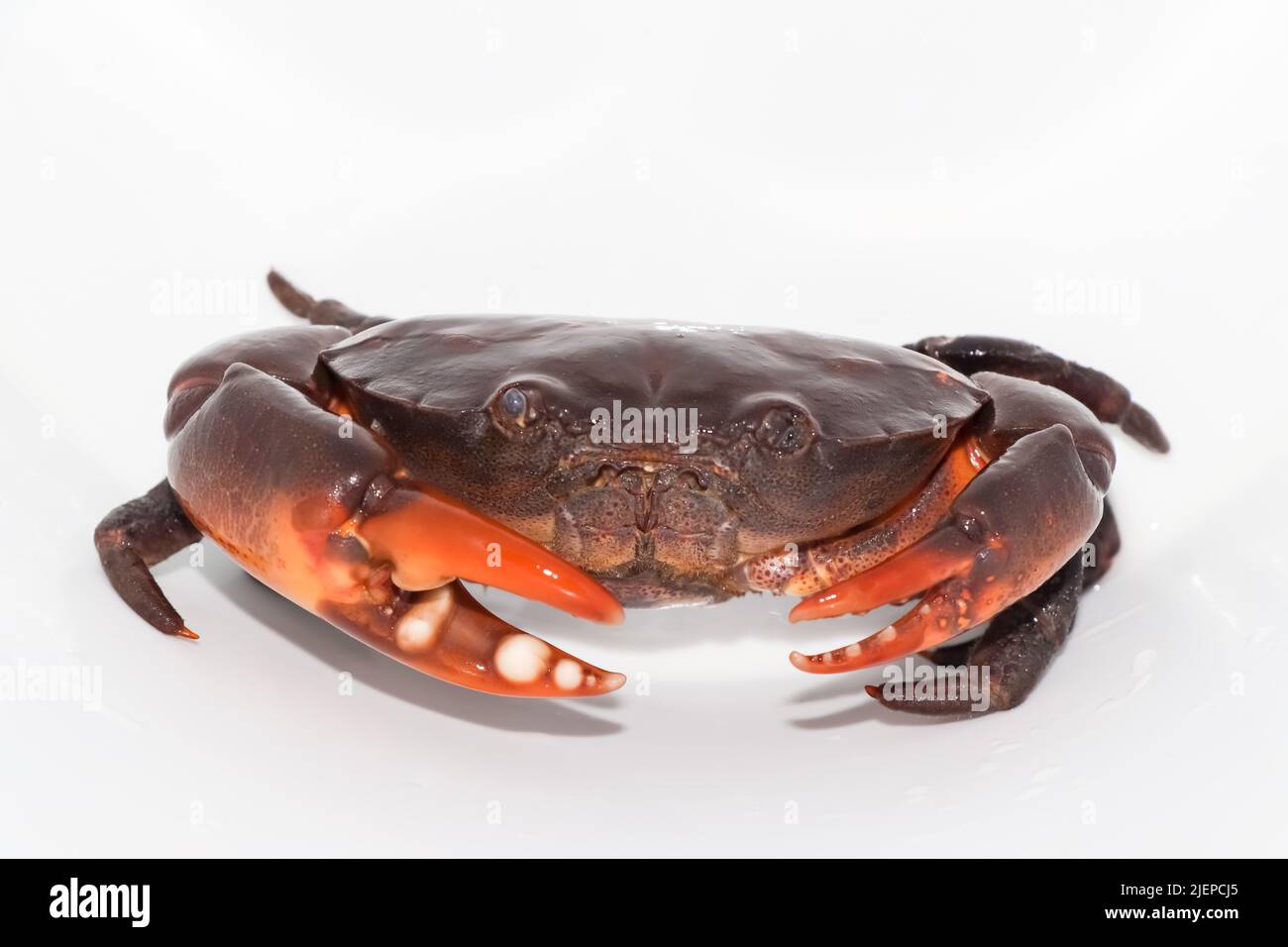 Hairy rock crab hi-res stock photography and images - Alamy
