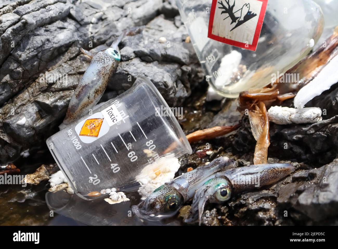 Soft cuttlefish die after dangerous chemicals leak into the sea Stock ...