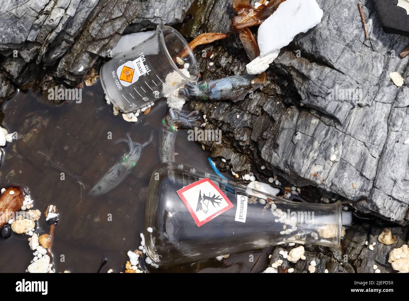 Soft cuttlefish die after dangerous chemicals leak into the sea Stock ...