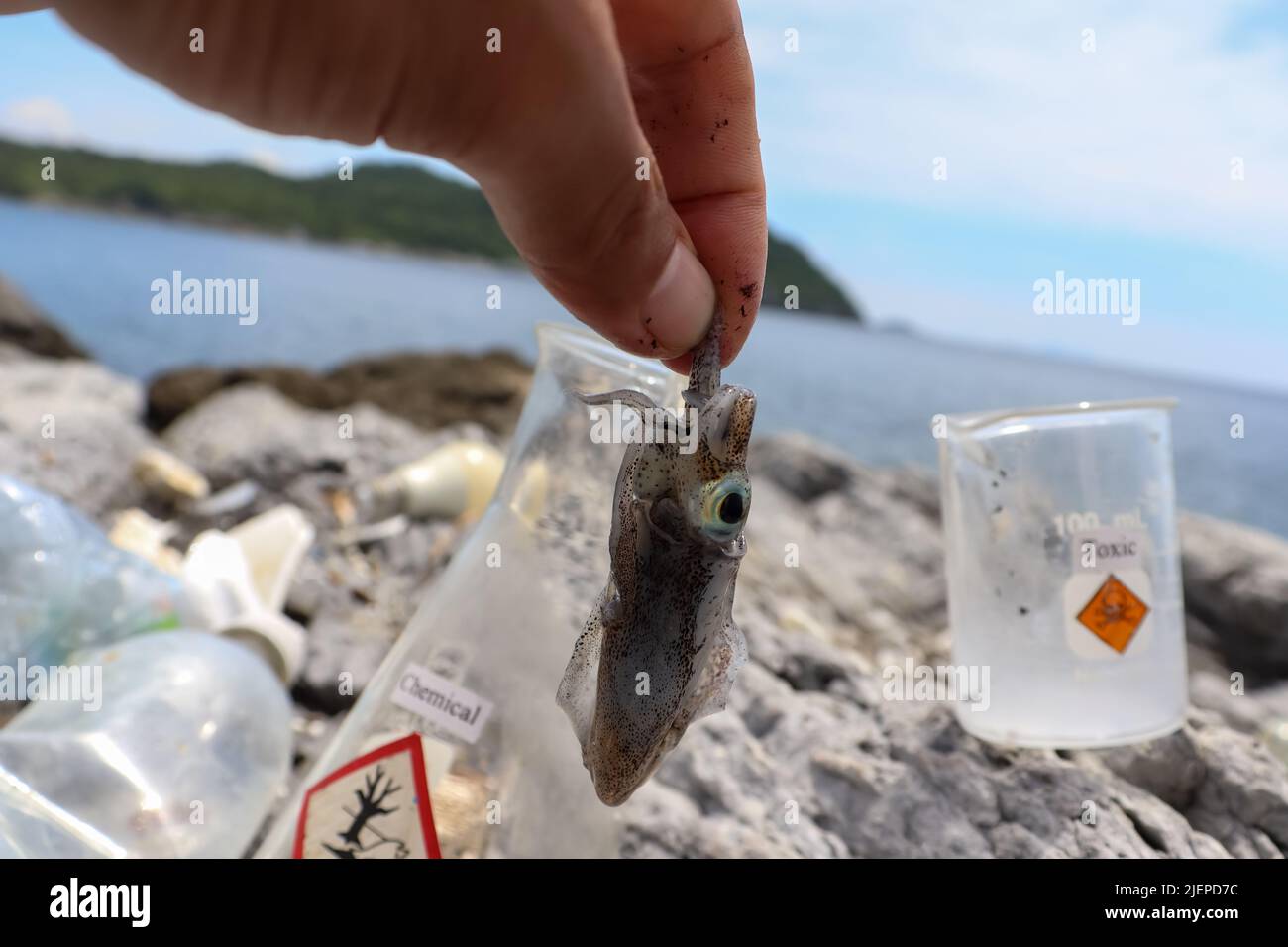 Soft cuttlefish die after dangerous chemicals leak into the sea Stock ...