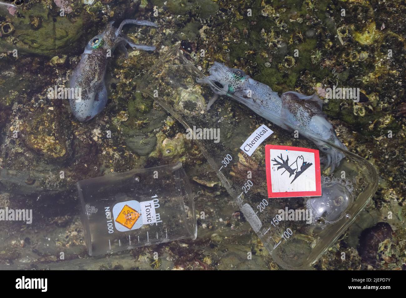 Soft cuttlefish die after dangerous chemicals leak into the sea Stock ...