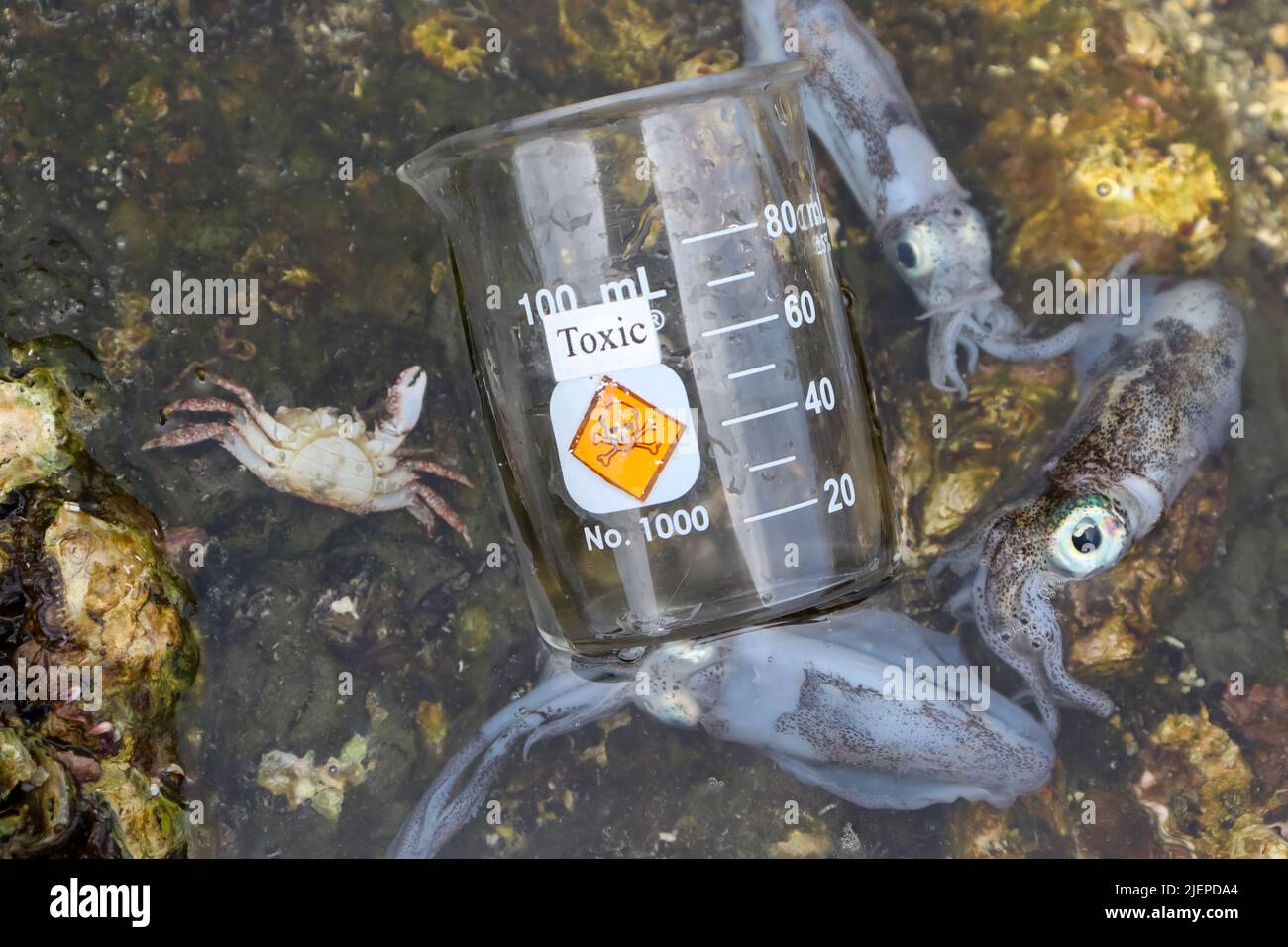 Soft cuttlefish die after dangerous chemicals leak into the sea Stock ...