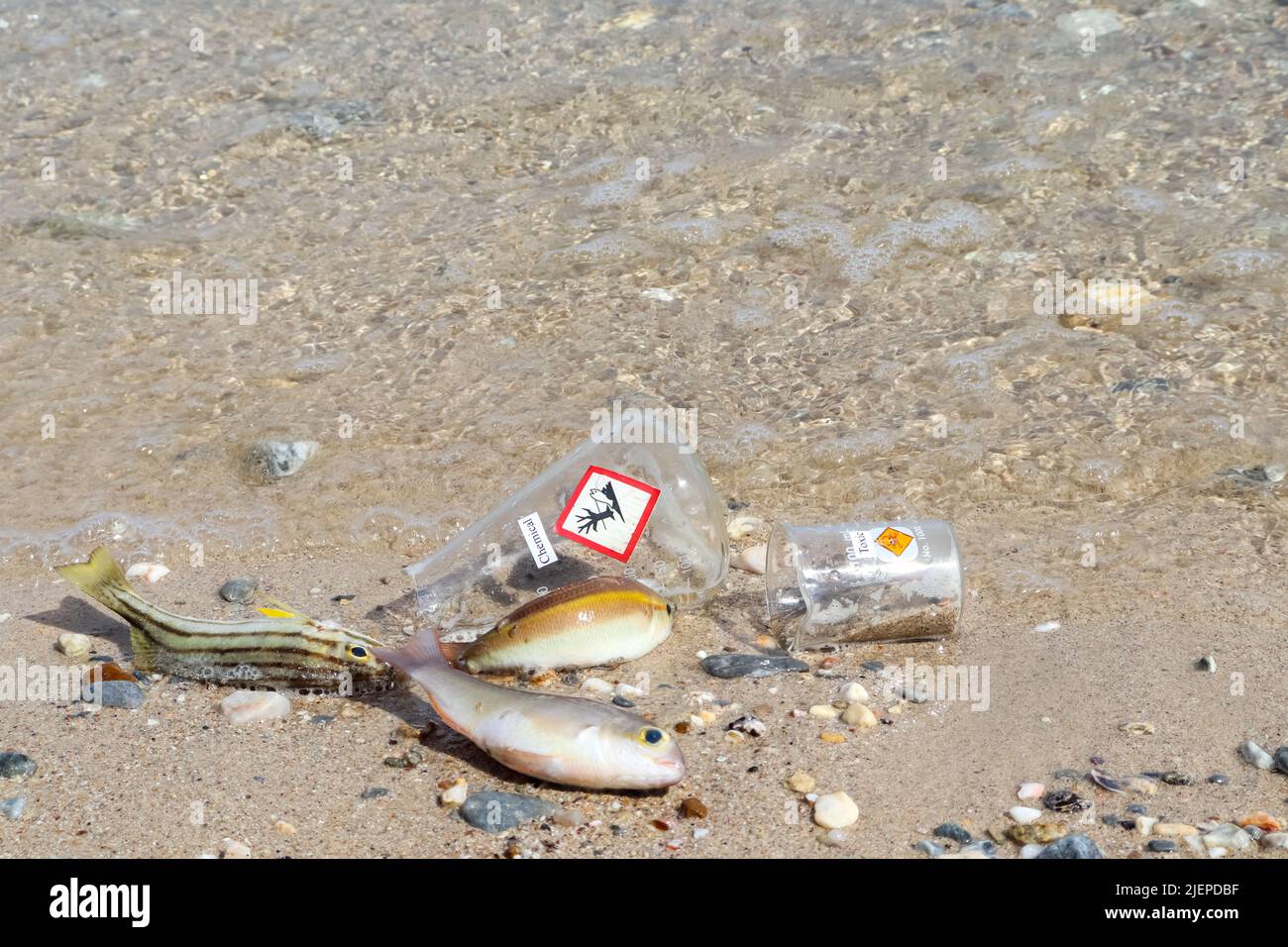 Dead fish on the beach by dangerous chemicals Stock Photo - Alamy