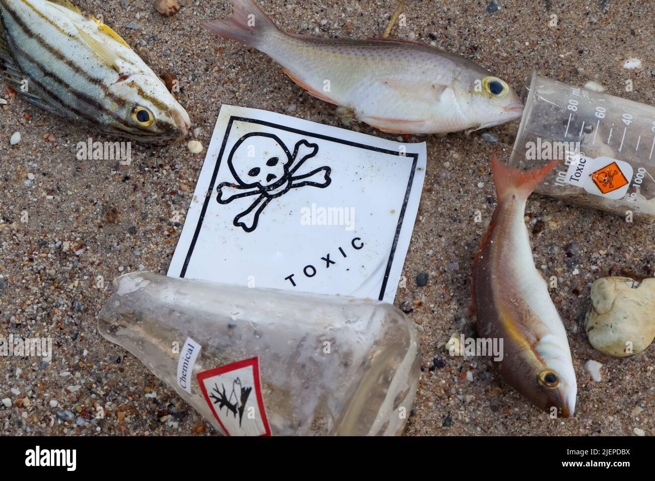 Dead fish on the beach by dangerous chemicals Stock Photo - Alamy