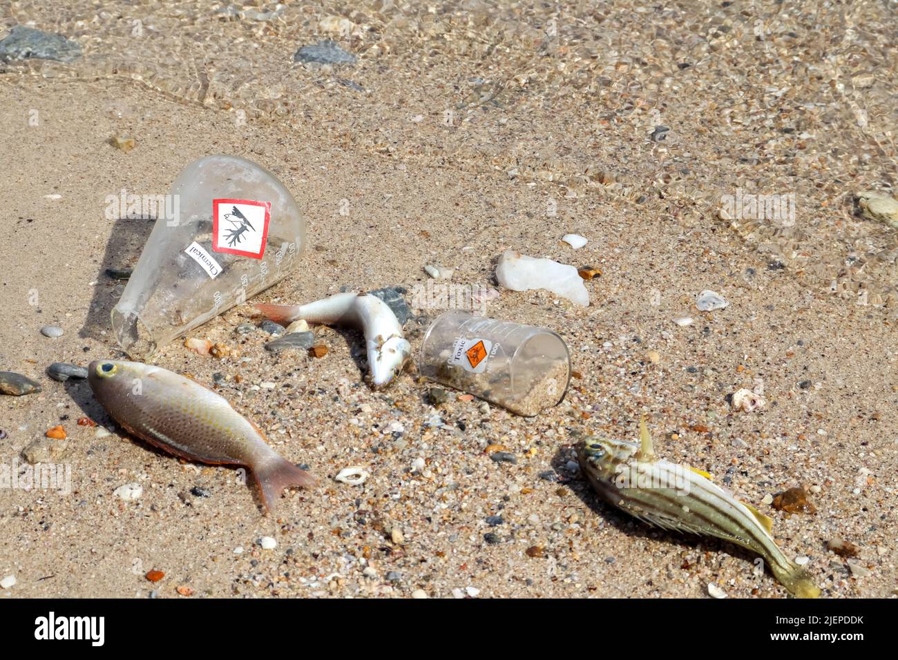 Dead fish on the beach by dangerous chemicals Stock Photo - Alamy