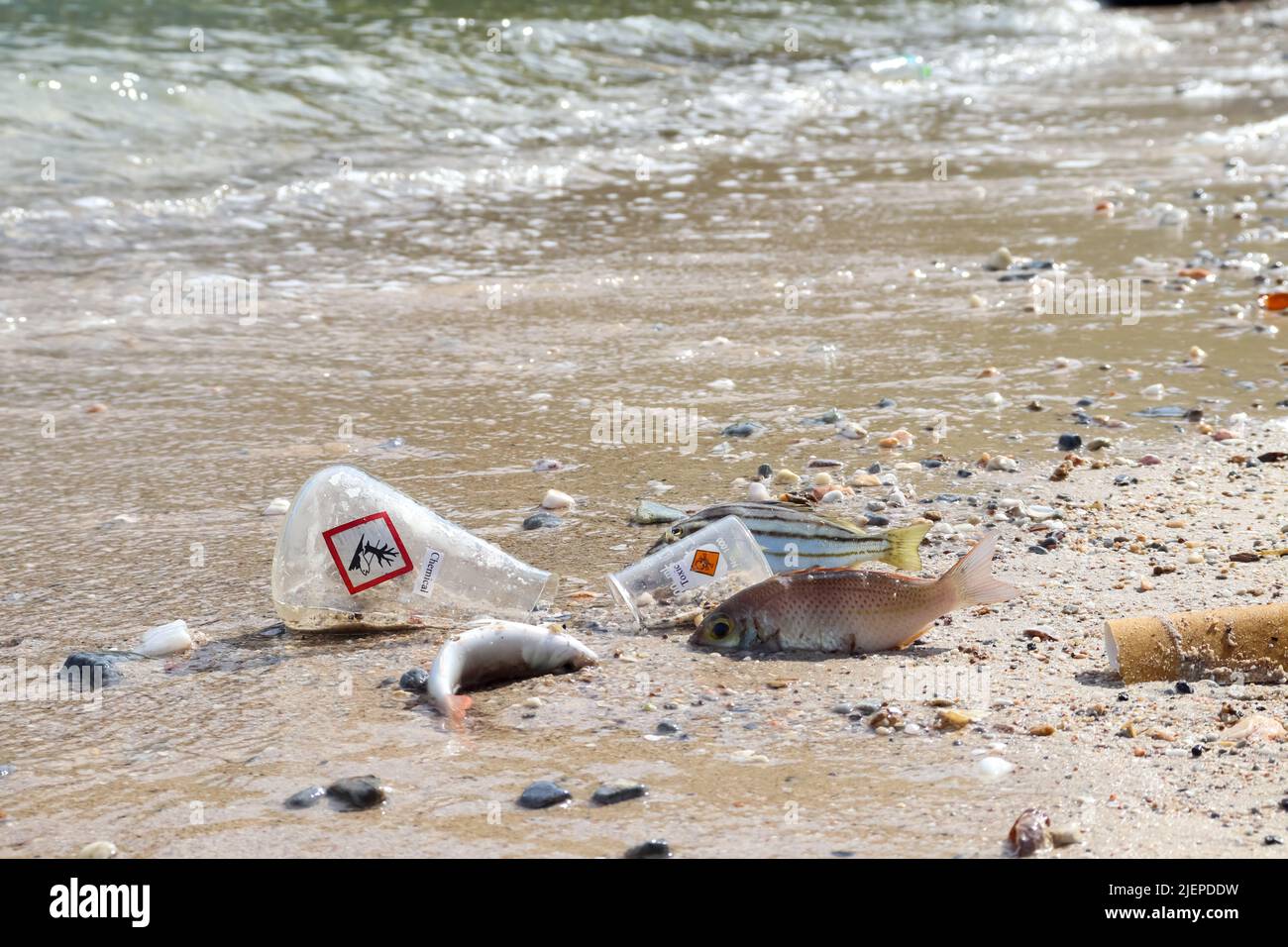 Dead fish on the beach by dangerous chemicals Stock Photo - Alamy