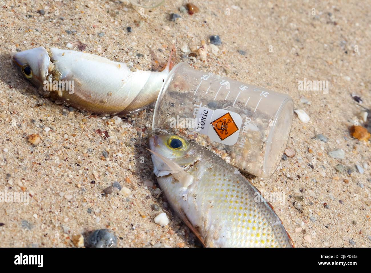 Dead fish on the beach by dangerous chemicals Stock Photo - Alamy