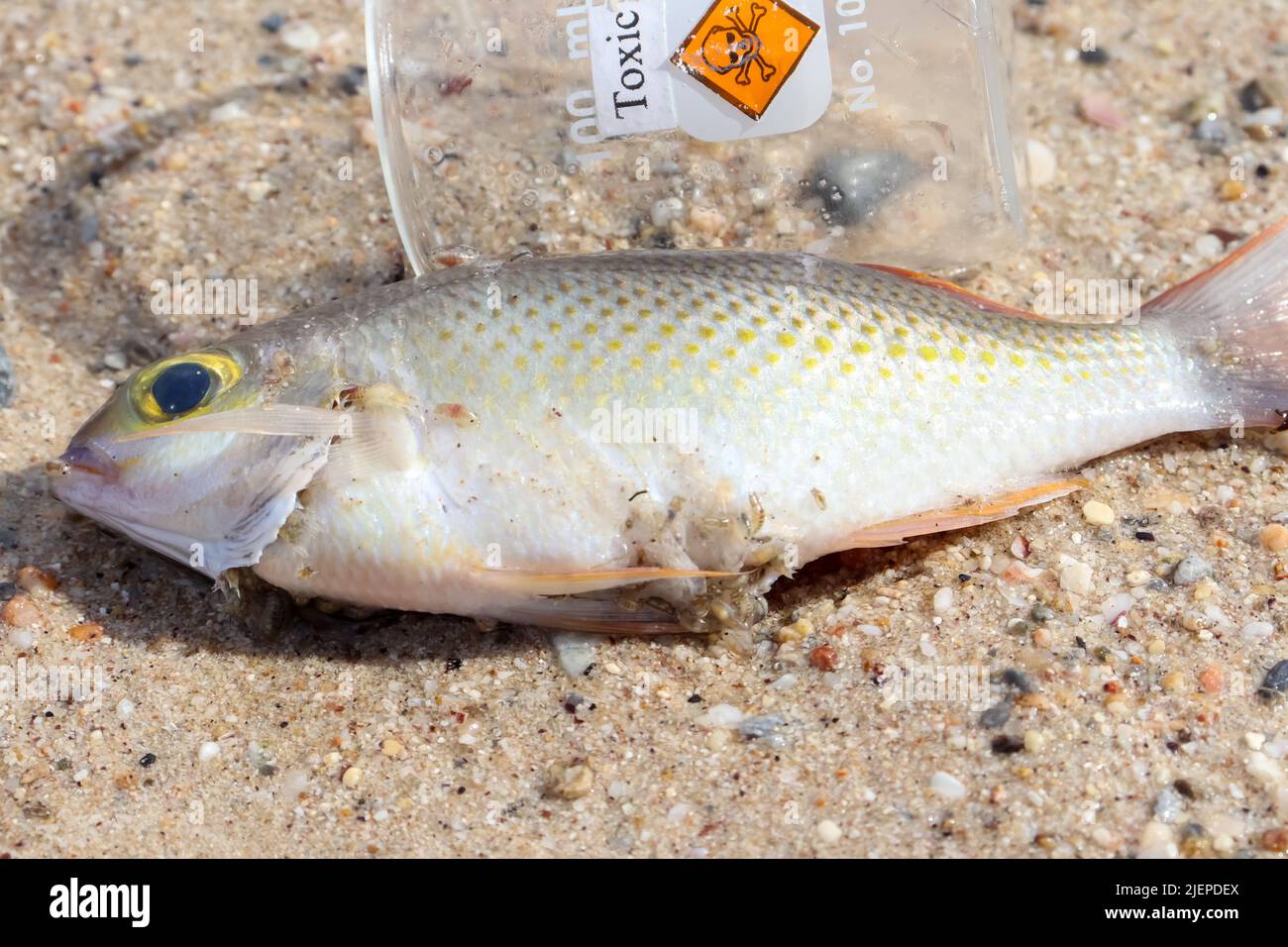 Dead fish on the beach by dangerous chemicals Stock Photo - Alamy