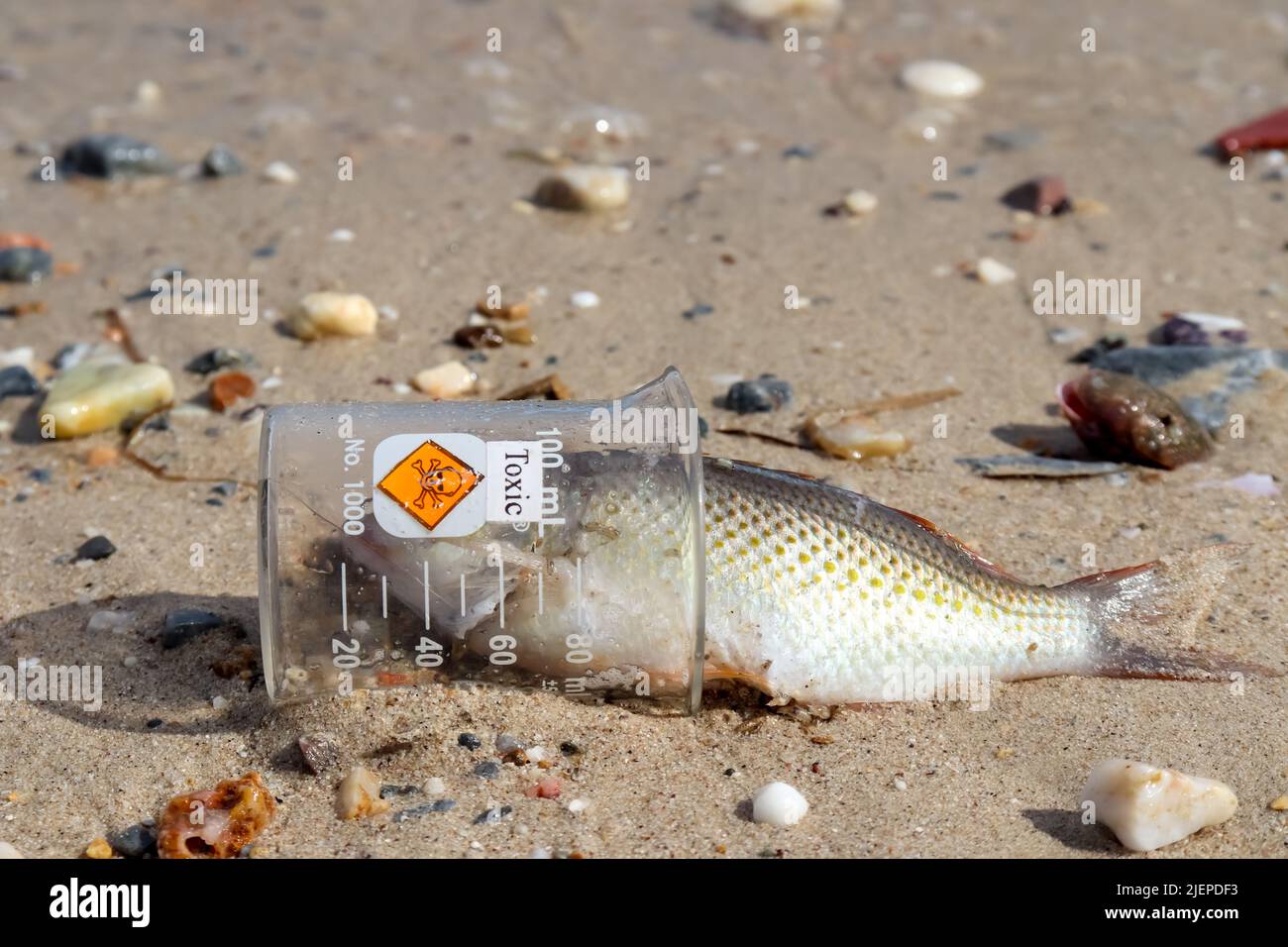 Dead fish on the beach by dangerous chemicals Stock Photo - Alamy