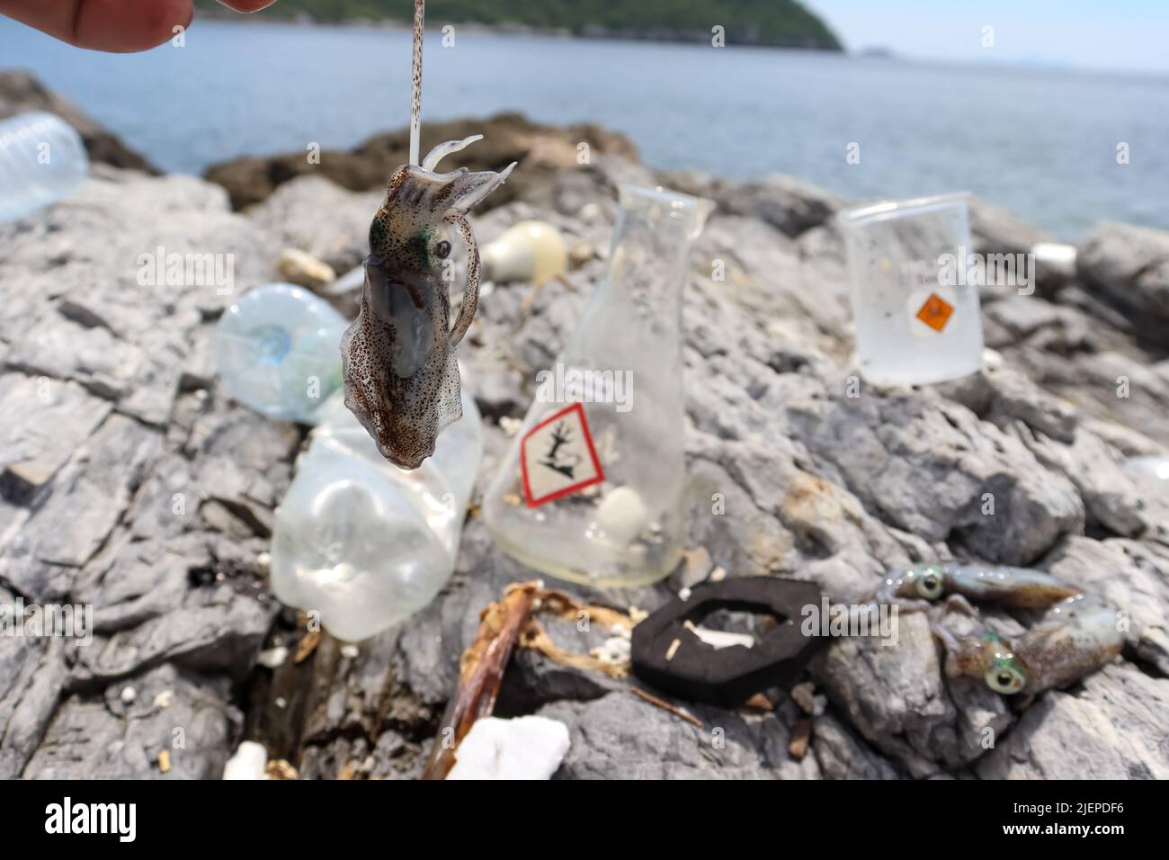 Soft cuttlefish die after dangerous chemicals leak into the sea Stock ...