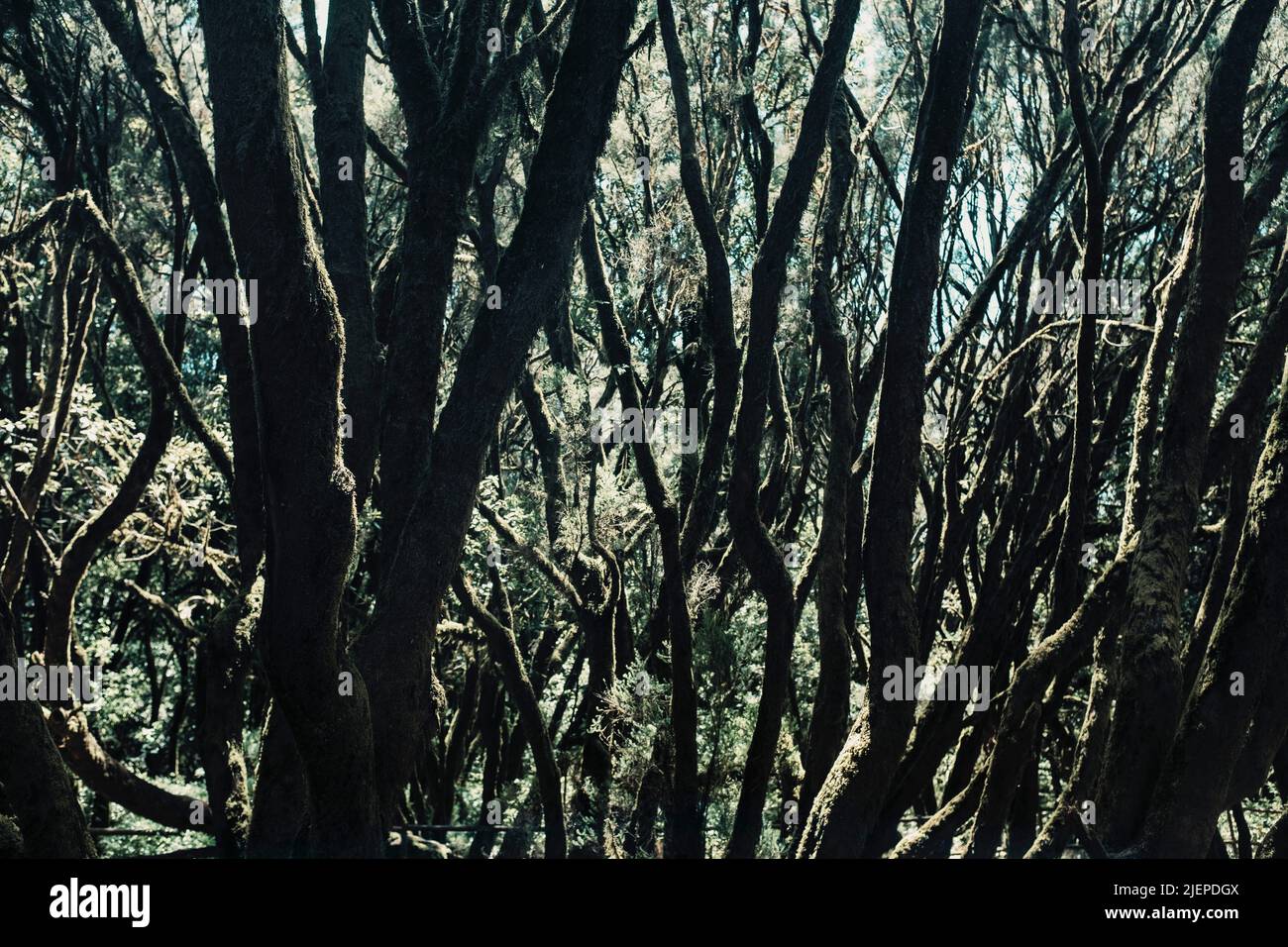 Background of green forest trees with musk and leaves. Concept of ...