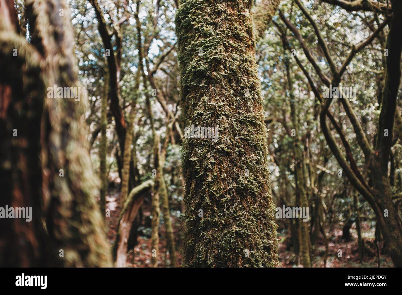 Close up of trunk in deep wild natural forest with musk on it. Concept ...