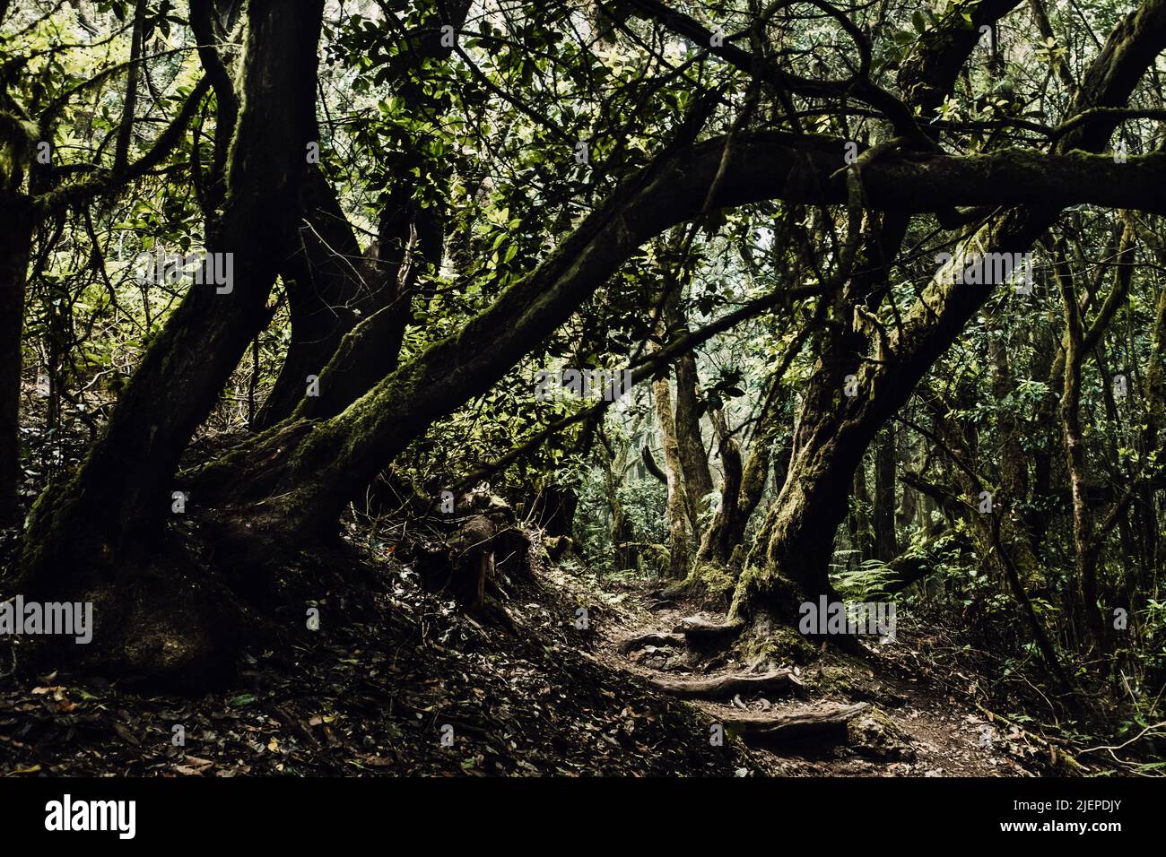 Amazing path in the deep woods. Forest and trekking activity concept ...