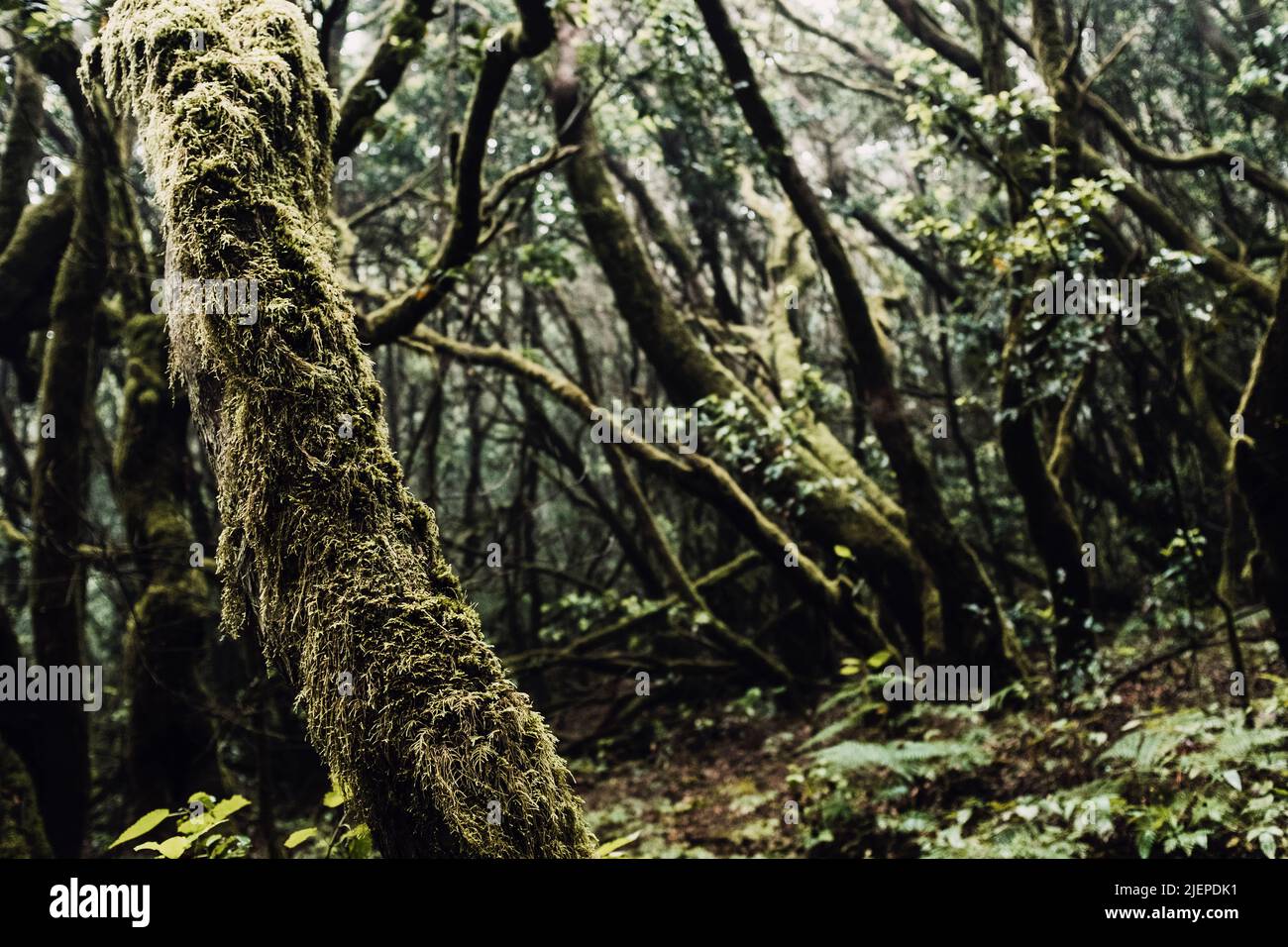 Scenic green forest background. Beautiful nature scenery with trees and ...