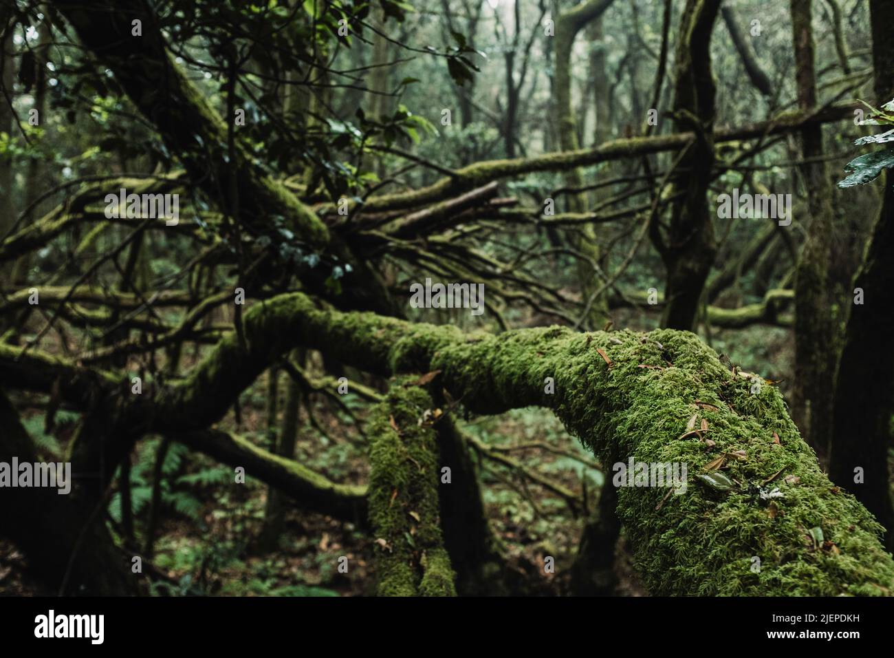 Close up of green trunk trees with musk in a deep wild forest ...