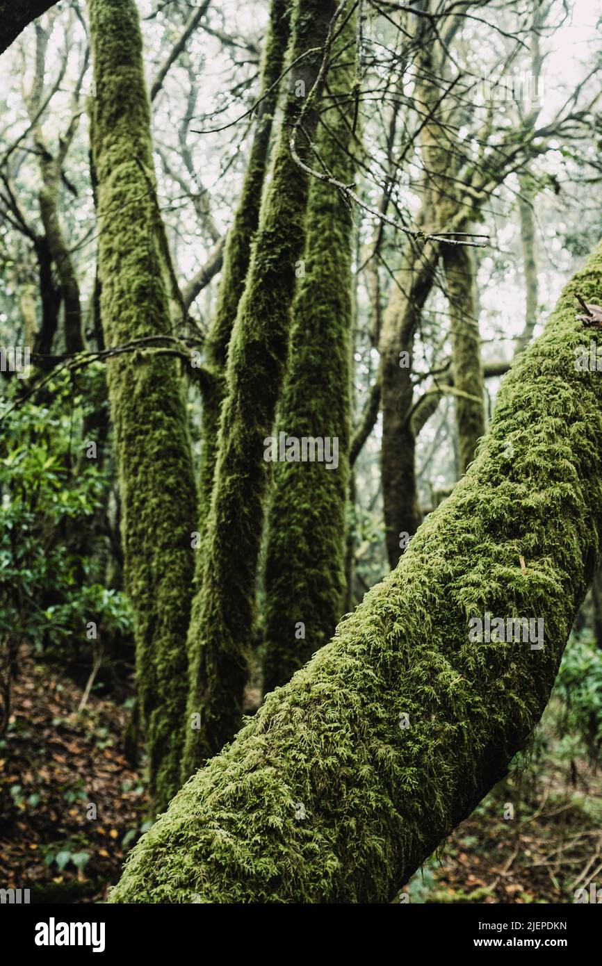 Close up of trunk with green musk and trekking path in background ...