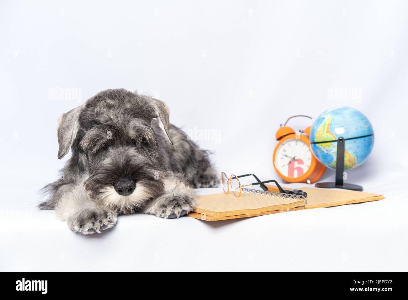 Sad Miniature Schnauzer white and gray color lyinng next to a notepad ...