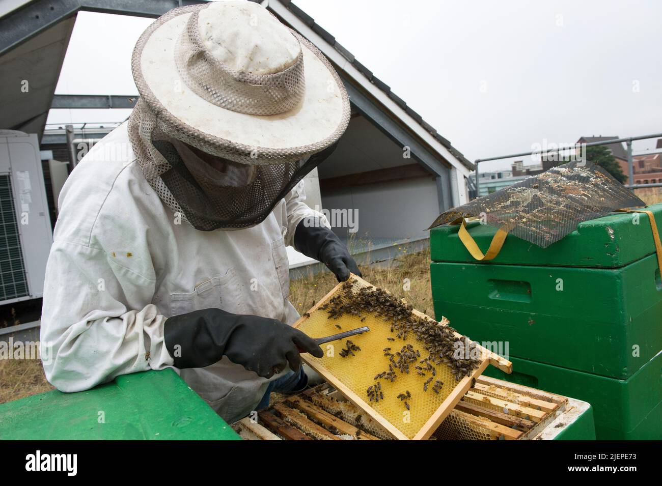 Tilburg, Netherlands. BeeKeeper Marcel Horck has several Populations of ...