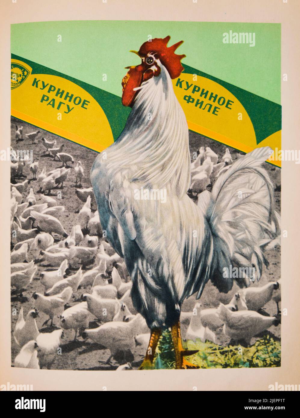 A white chicken, introducing the poultry section of the cookbook. From ...