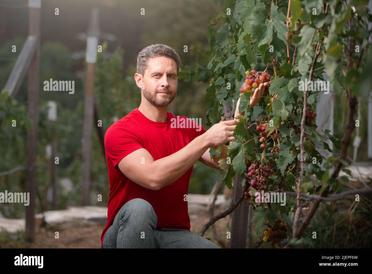 Gardener on summer grapes harvest. Farmer gathering crop of grapes on ...