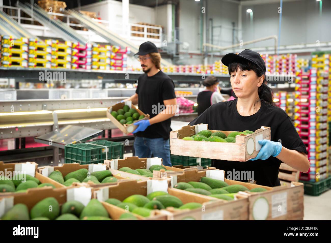 Woman holding crate with avocado at factory Stock Photo - Alamy