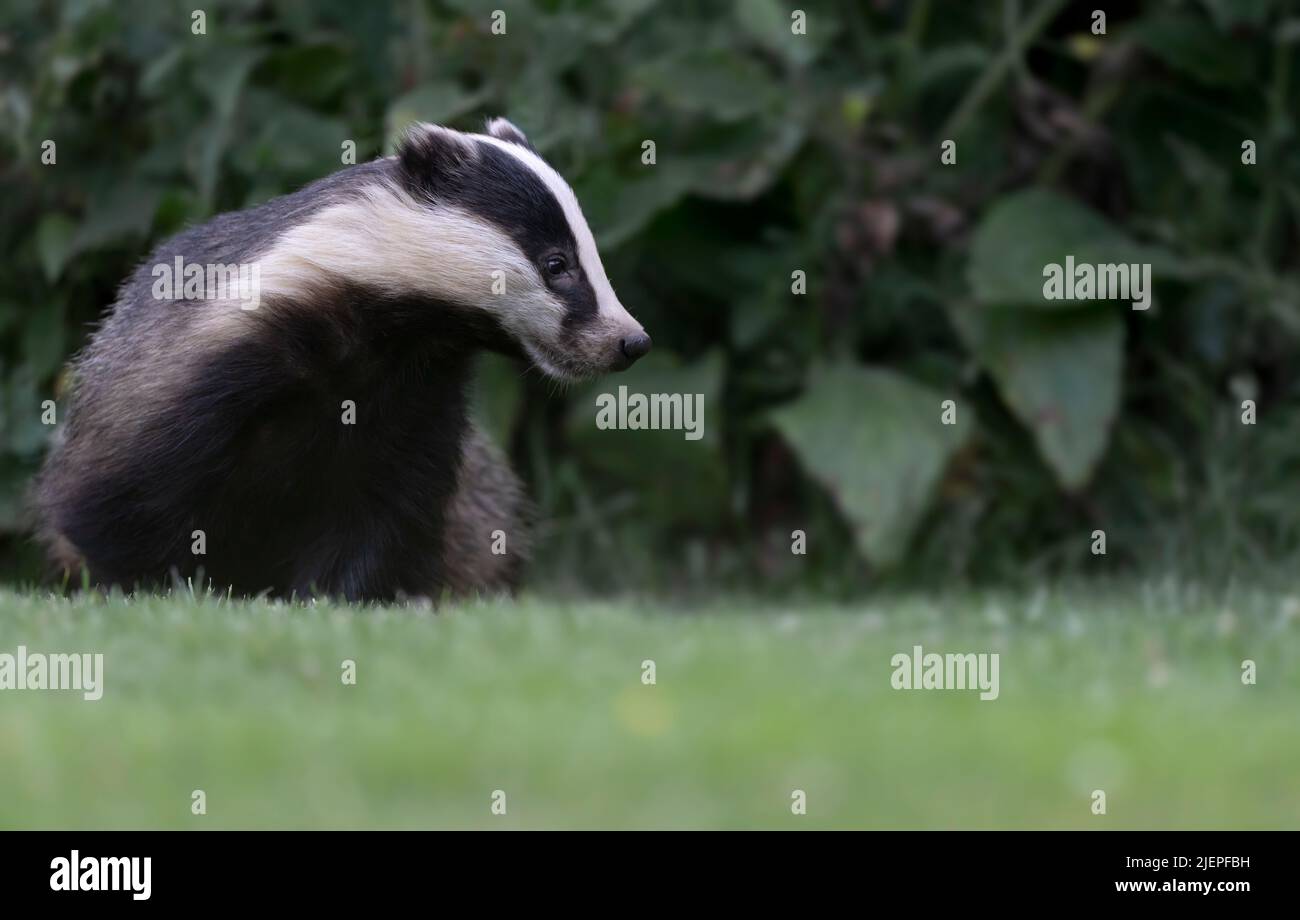 Wild meles meles hi-res stock photography and images - Alamy