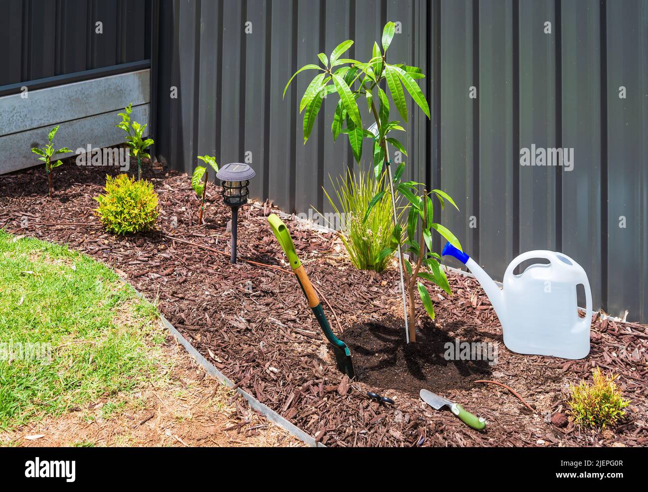 Planting a mango tree on backyard in Australia Stock Photo - Alamy