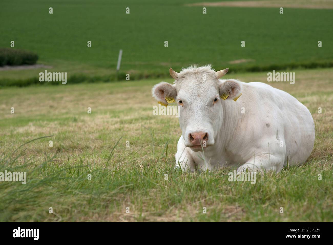 Netherlands. a white spotted cow ruminating in her meadow after a day ...