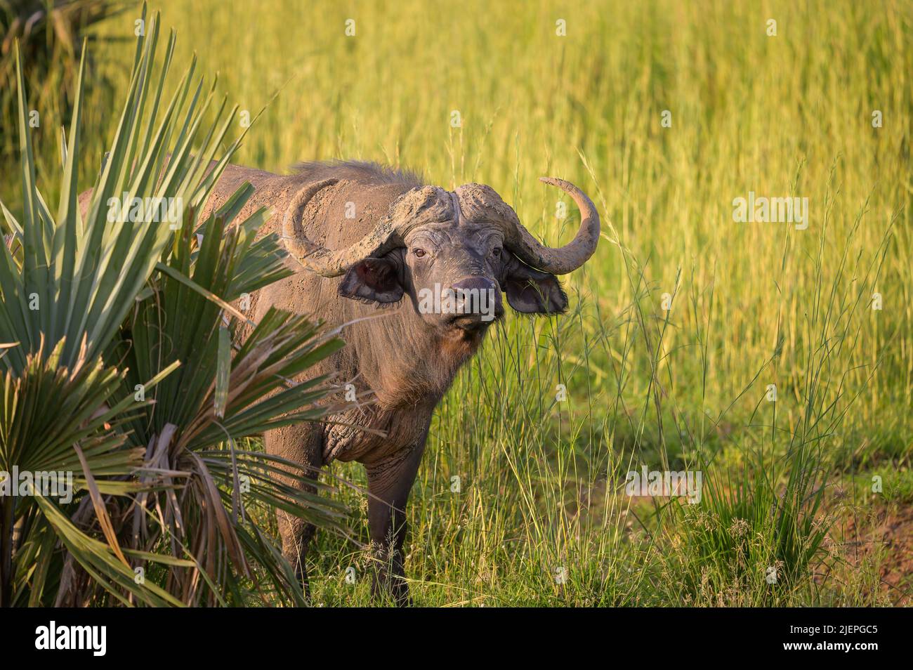 Portrait of an African buffalo in Murchison Falls National Park (Uganda ...