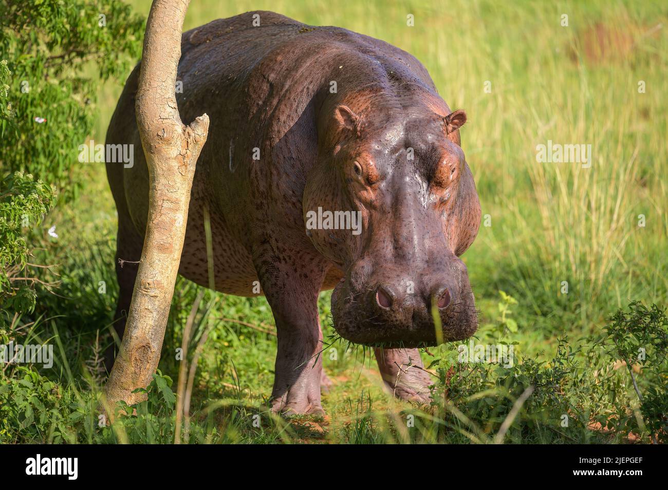 Portrait of a hippo eating on land, Murchison Falls National Park ...