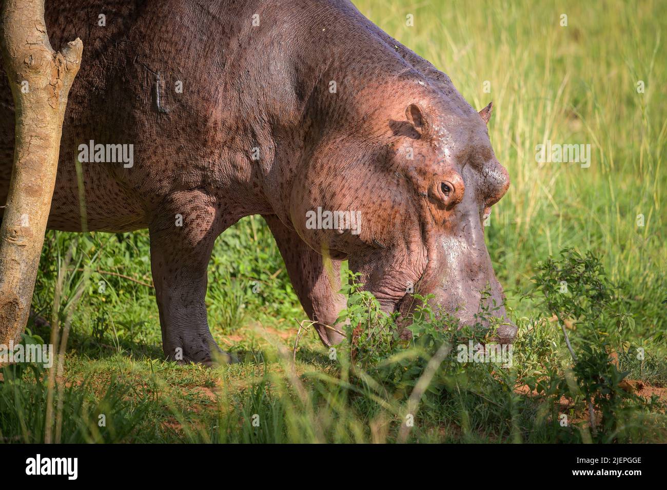 Portrait of a hippo eating on land, Murchison Falls National Park ...