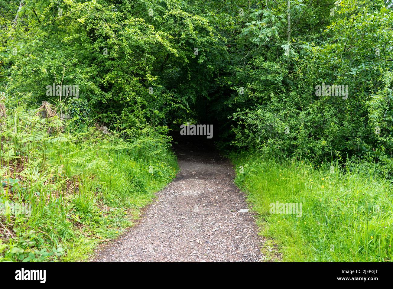 Forest path view hi-res stock photography and images - Alamy