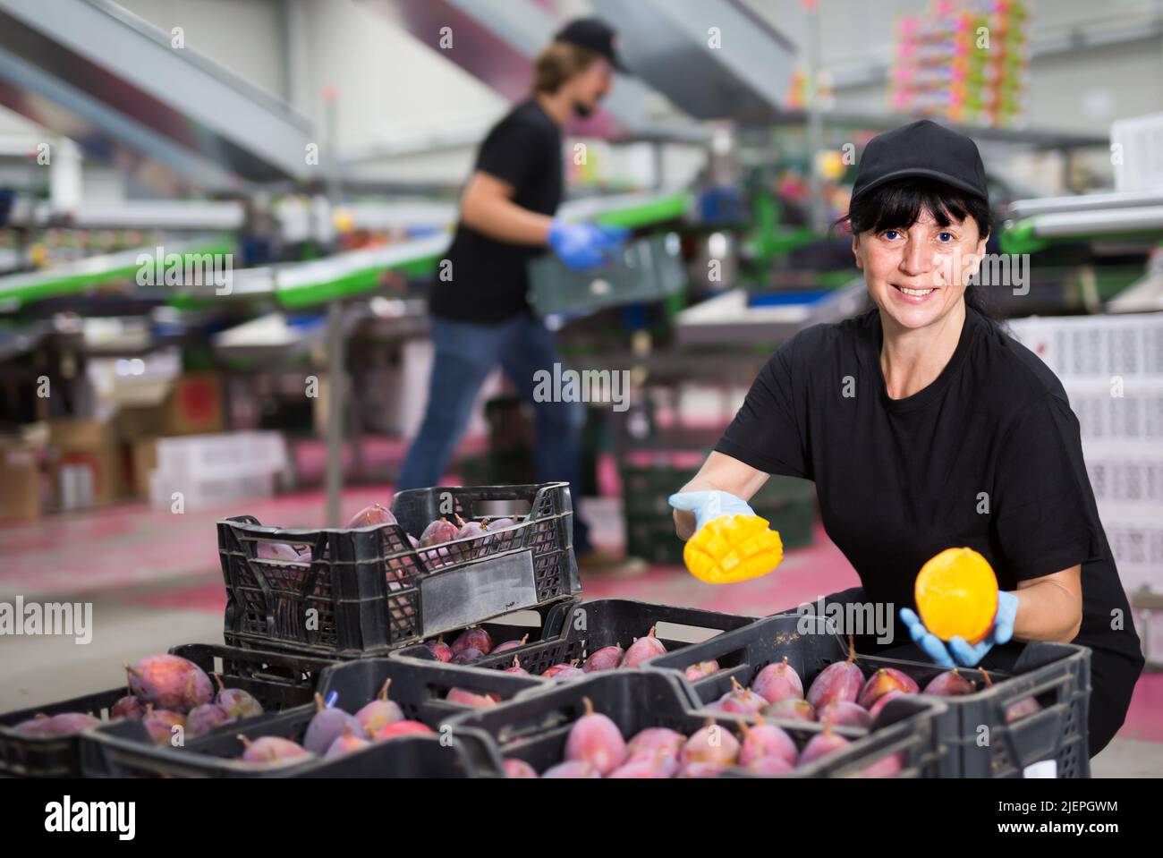 Fine female worker showing fresh mango fruits Stock Photo - Alamy